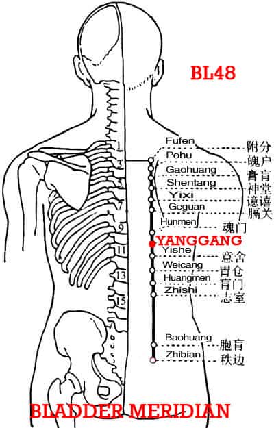 Yanggang BL48: Nomenclature, Location, Functions, Indications ...