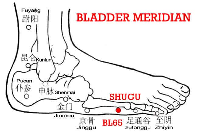 Shugu BL65: Nomenclature, Location, Functions, Indications ...
